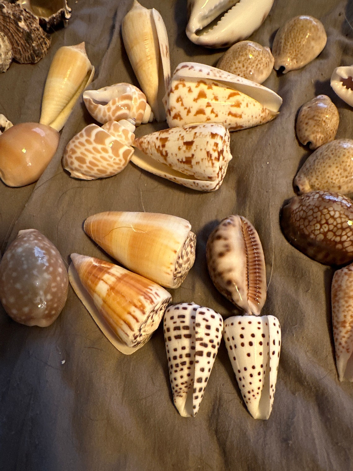 Stunning Collection of Sea Shells, Cowries and Cones Plus Others! Min ...