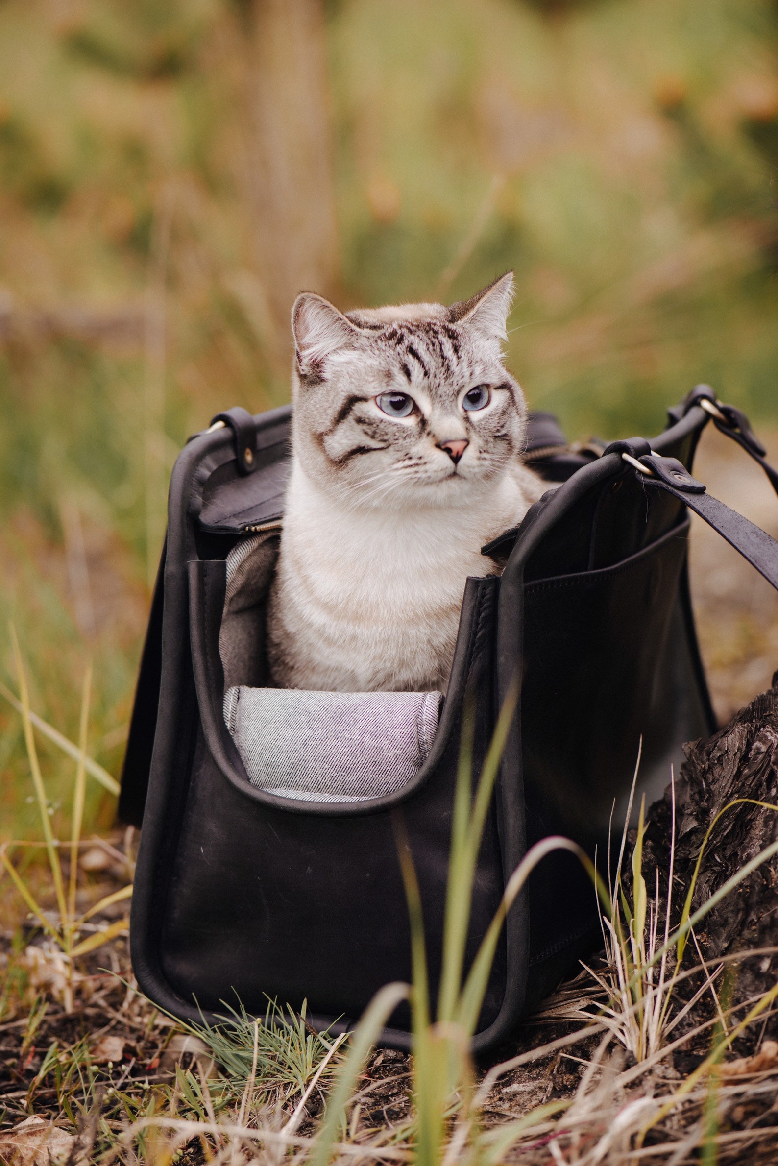 Cat Carrier Purse Cat Gift Leather Cat Tote Travel Portable - Etsy