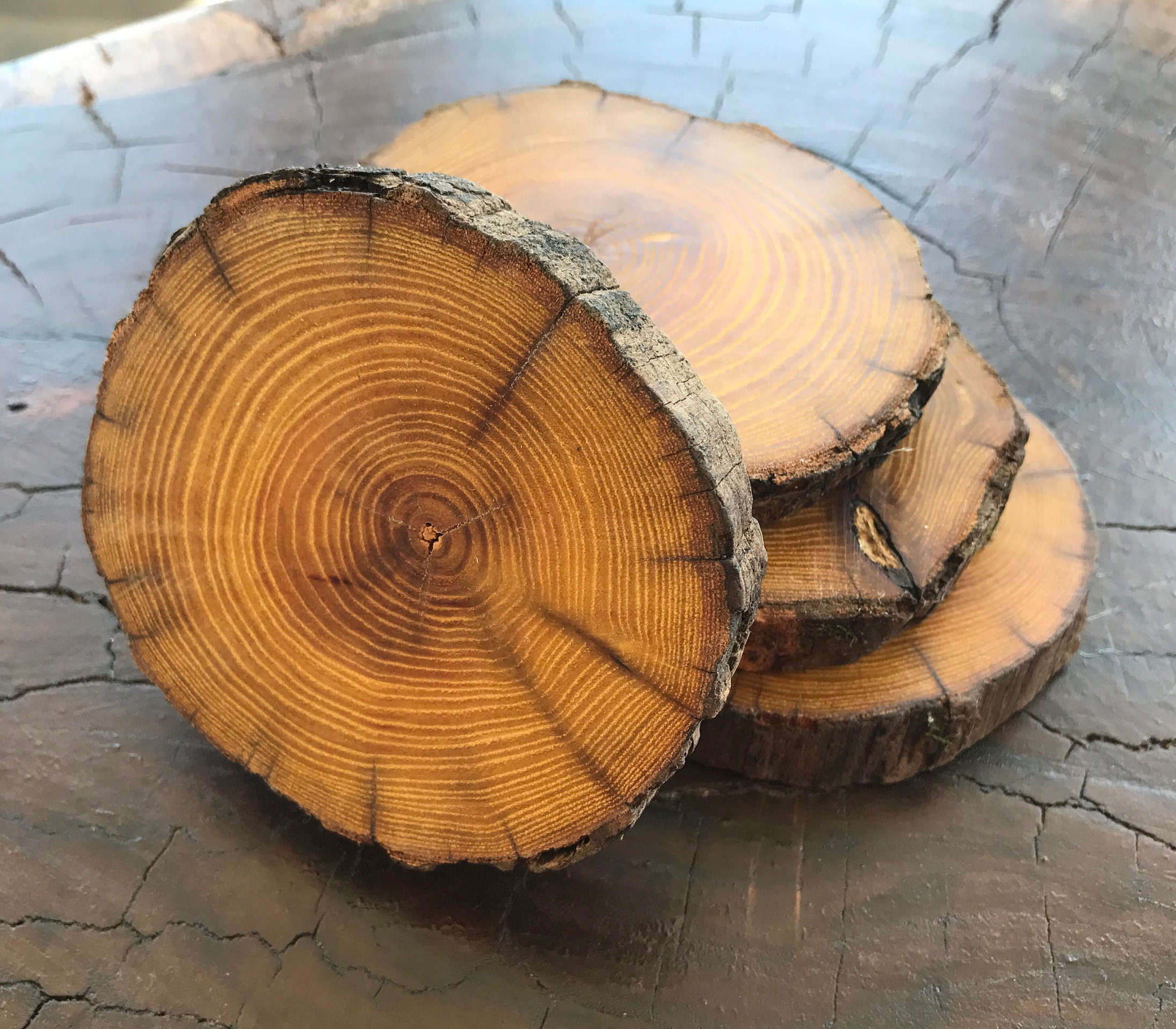 Posavasos de madera de naranjo de Osage: anillos de árbol naturales ...