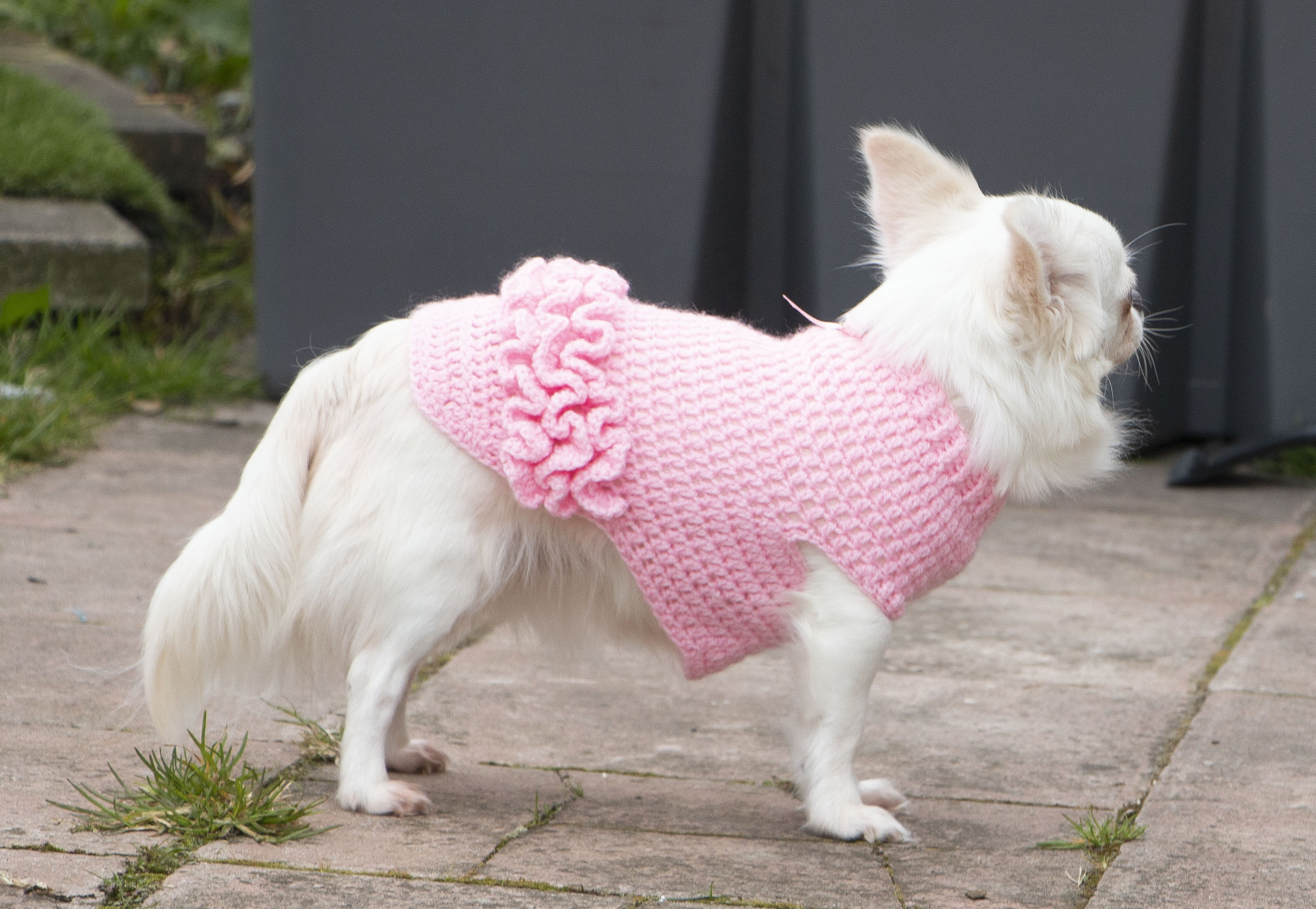 3 Sizes Crochet Dog Tutu in DK Yarn PDF Instant Download - Etsy