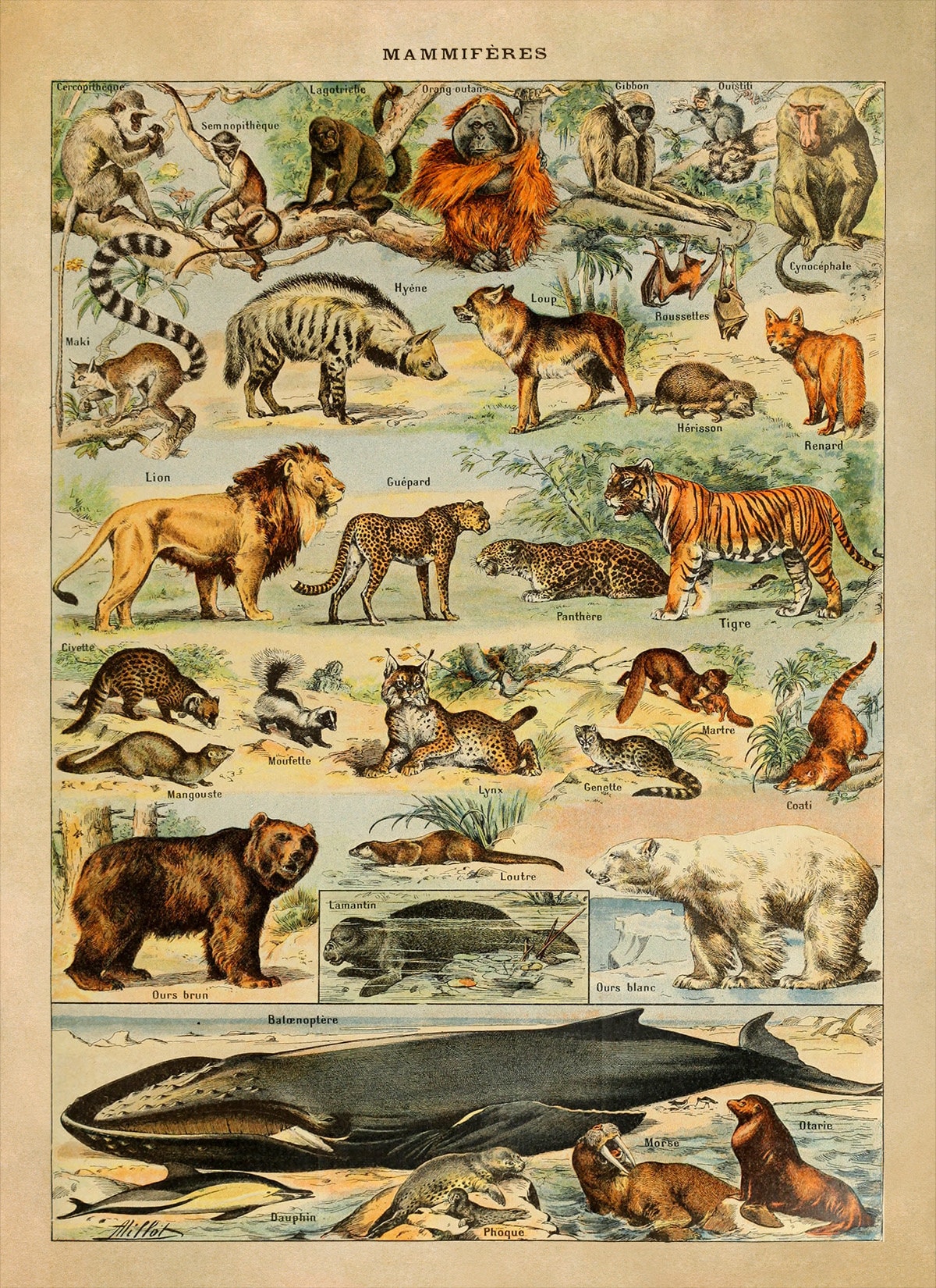 Types Of Mammals Chart