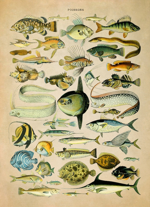 Ocean Sea Creatures Posters