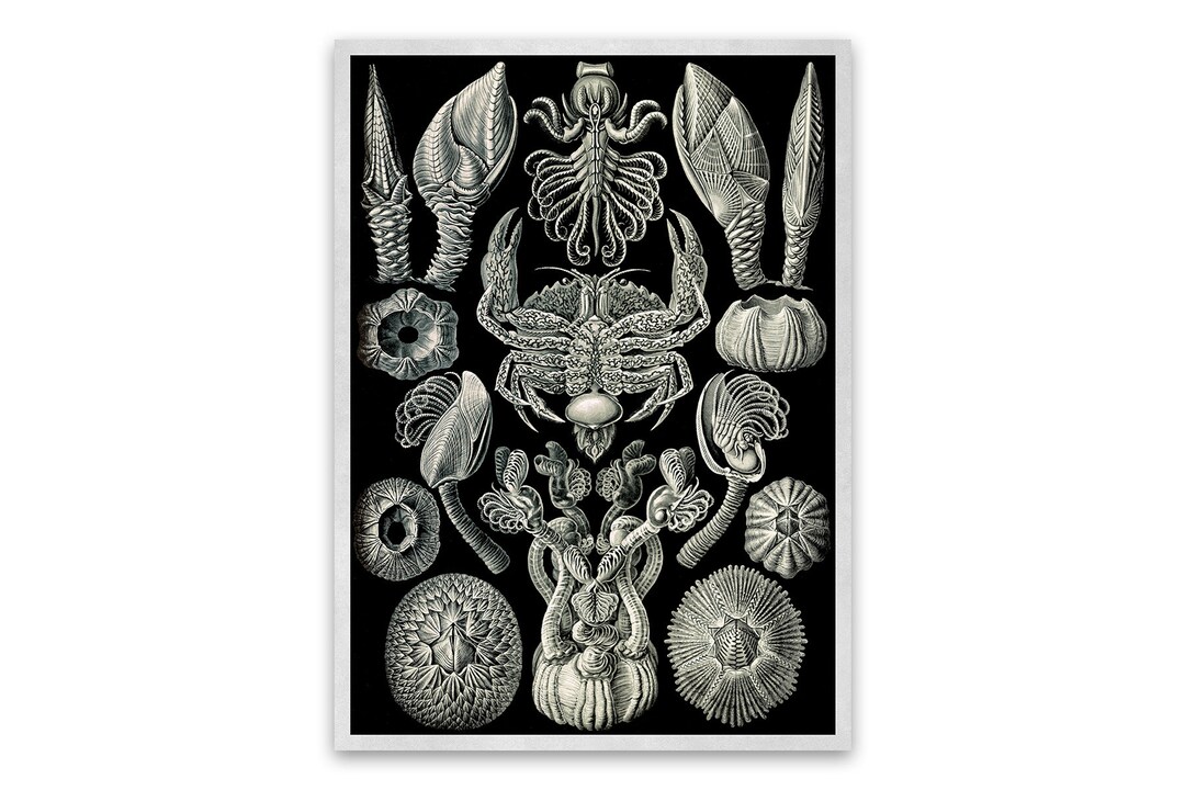 Barnacles Oceanography Illustration Print, Vintage Style Ernst Haeckel ...
