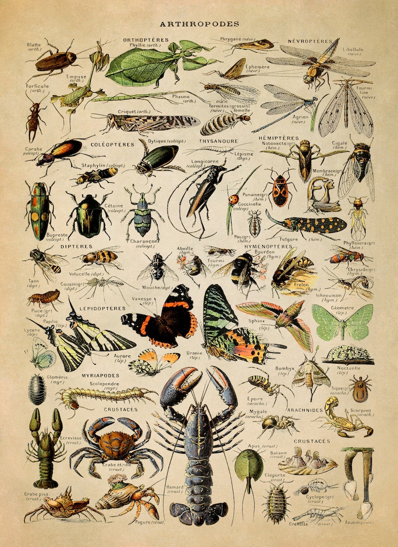 Insect Crustacean Arachnids Biology Poster Adolphe Millot - Etsy
