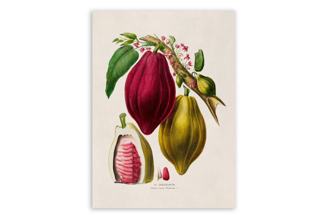 Cocoa Tree Chocolate Plantprint, Vintage Style Botanical Illustration ...