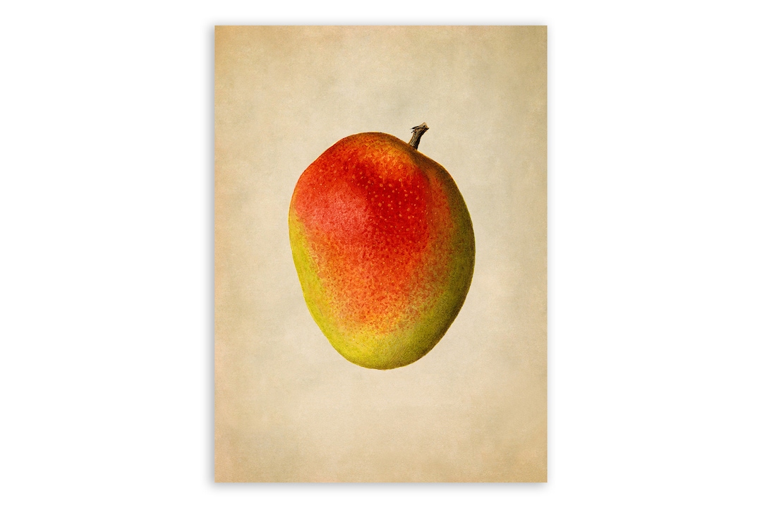 Mango Illustration, Tropical Fruit Themed Botanical Watercolor Artwork ...