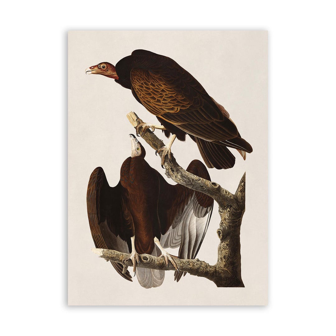 Turkey Vulture Buzzard Bird Print, Vintage Style Audubon Poster, Birds ...