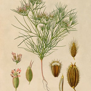 Cumin Plant Print, Medicinal Plants Botanical Illustration, Vintage ...