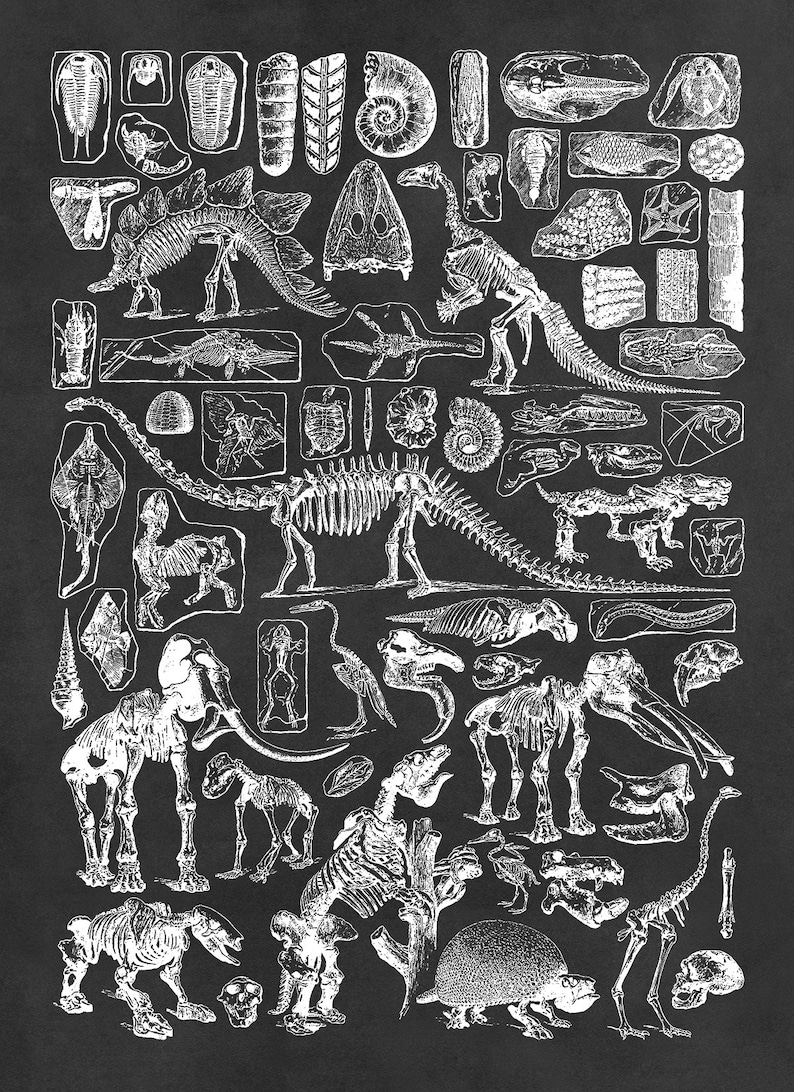 Animal Fossil Print Vintage Style Paleontology Illustration - Etsy