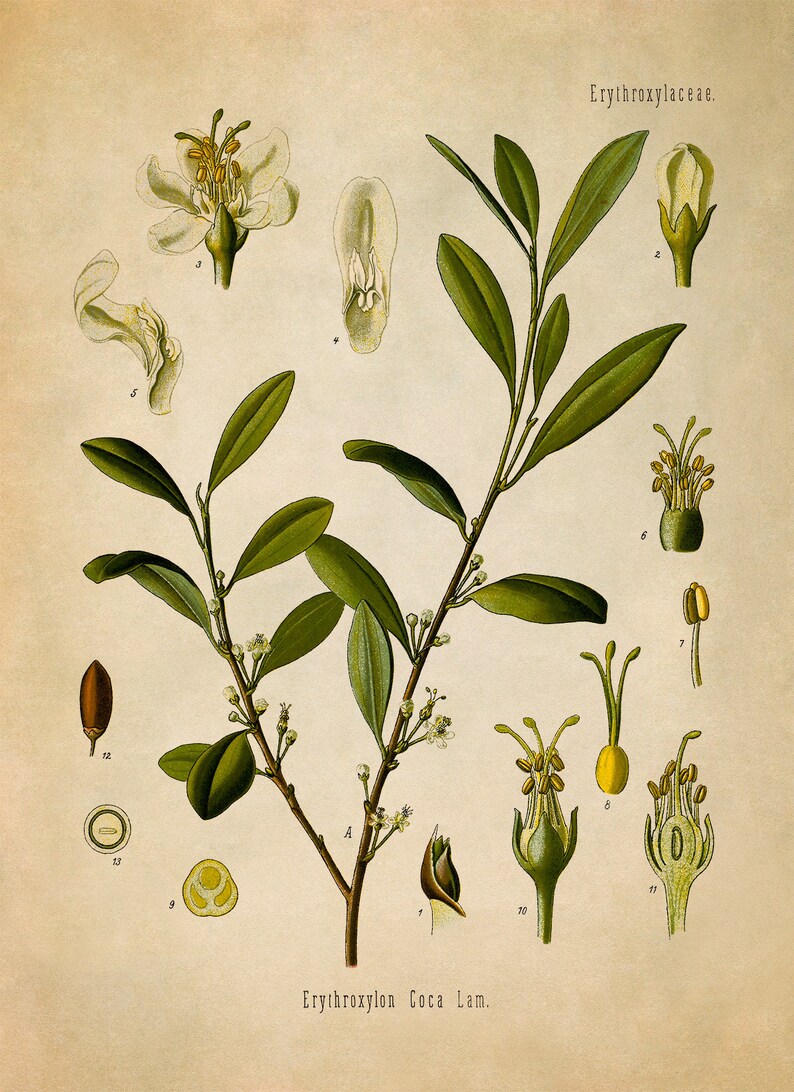Coca Plant Print Medicinal Plants Botanical Illustration - Etsy