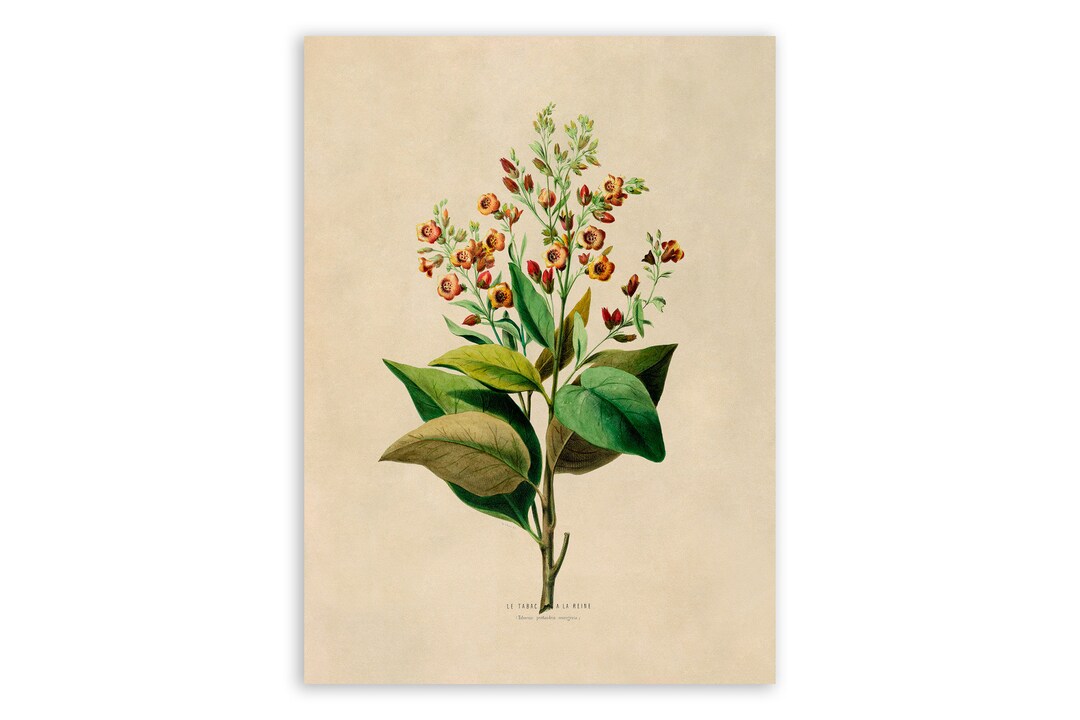 Aztec Tobacco Plant Print, Vintage Style Botanical Illustration ...