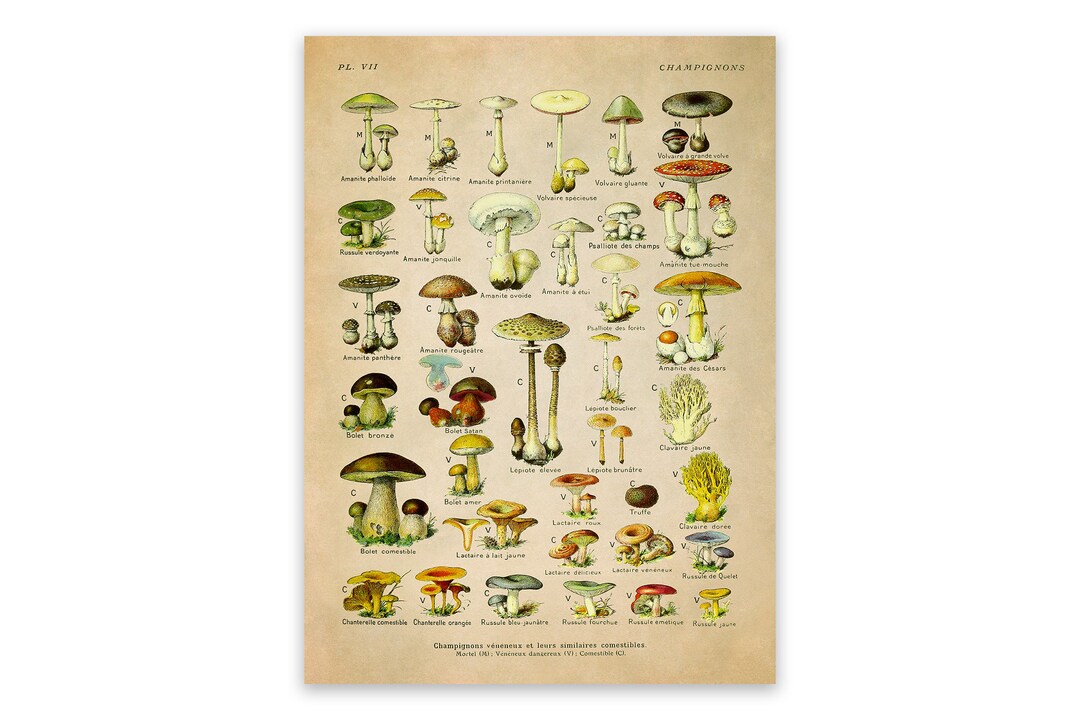 Mushroom Species Variety Chart Print, Nature Farmhouse Decor ...