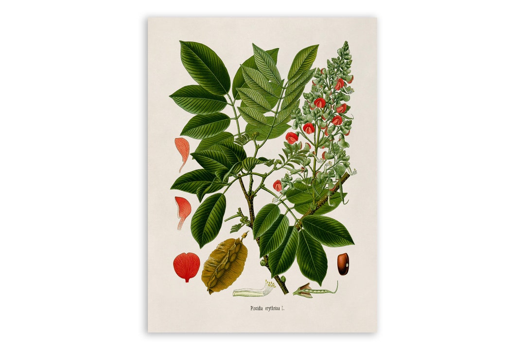 Florida Fishpoison Tree Plant Print, Medicinal Plants Botanical ...