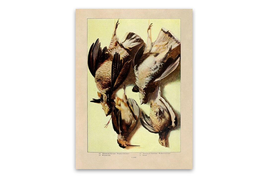 Game Birds Print, Old Bird Illustration, Quail Hunting Decor Poster ...
