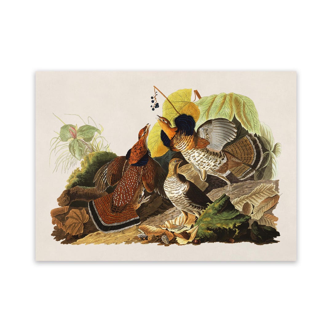 Ruffed Grouse Bird Print, Vintage Style Audubon Poster, Birds of ...