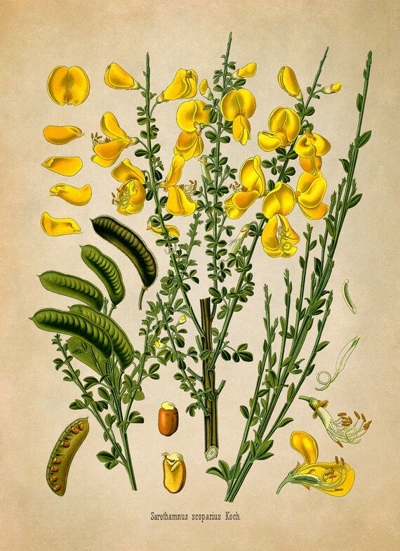 Scotch Broom Map