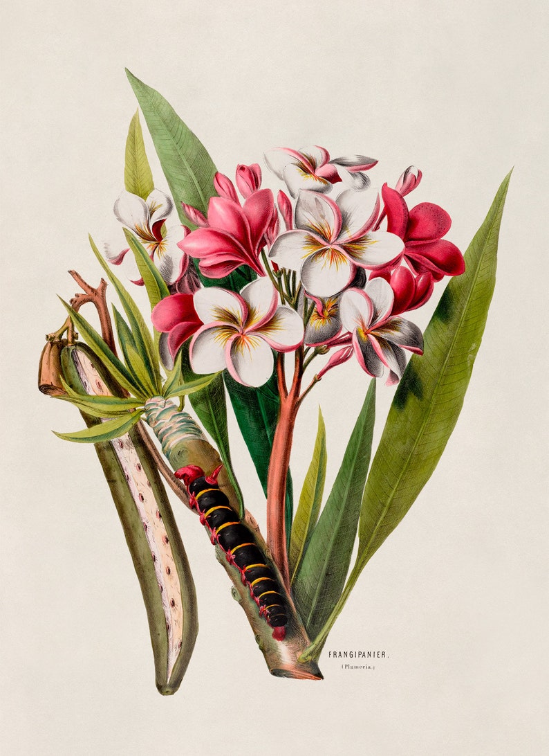 Vintage Frangipani Print, Botanical Flower Illustration, FDA12 - Etsy