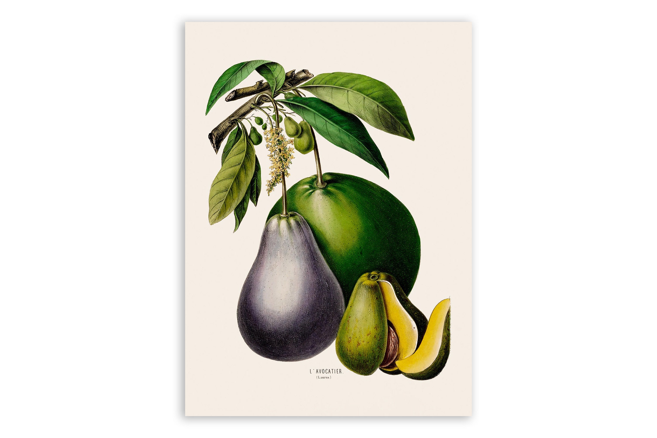 Vintage Avocado Illustration