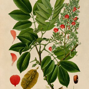 Florida Fishpoison Tree Plant Print, Medicinal Plants Botanical ...