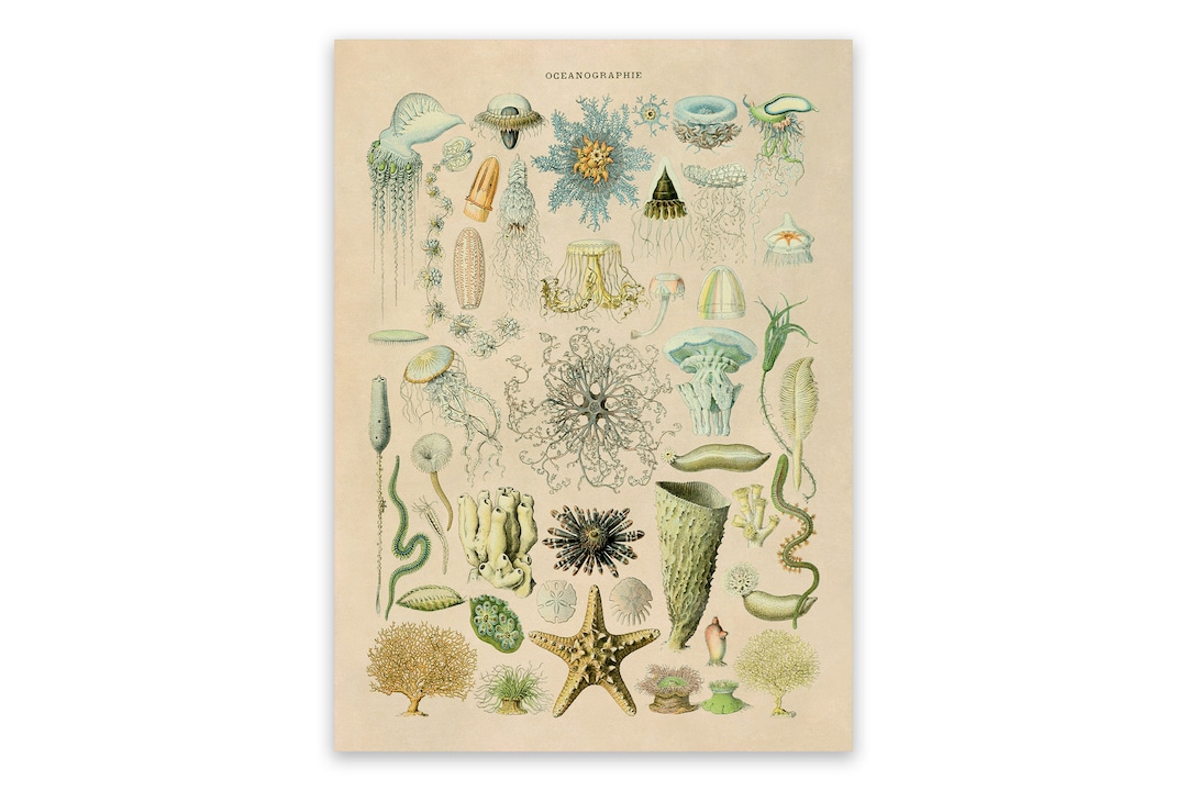 Vintage Marine Life Print: Oceanography Chart Poster, Adolphe Millot ...