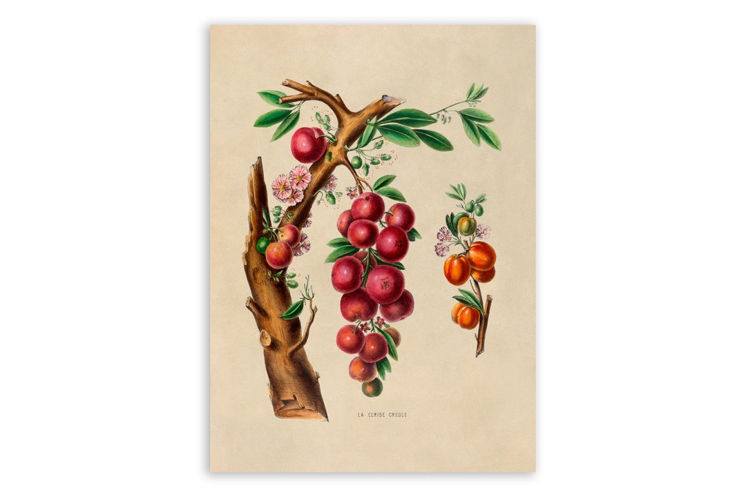 Creole Cherry Print, Vintage Style Botanical Illustration, Premium ...