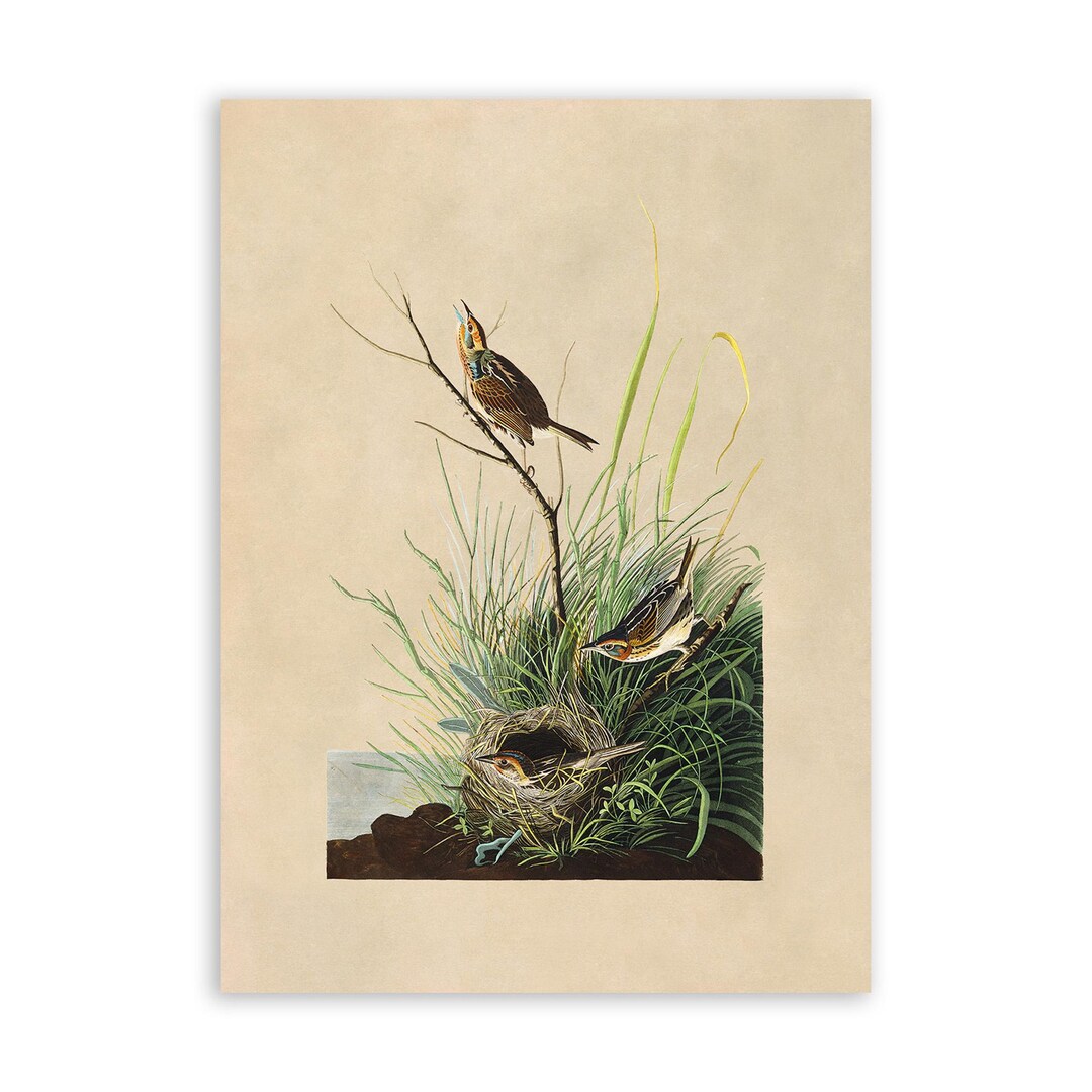 Salt Marsh Sparrow Bird in Nest Print, Vintage Style Audubon Poster ...