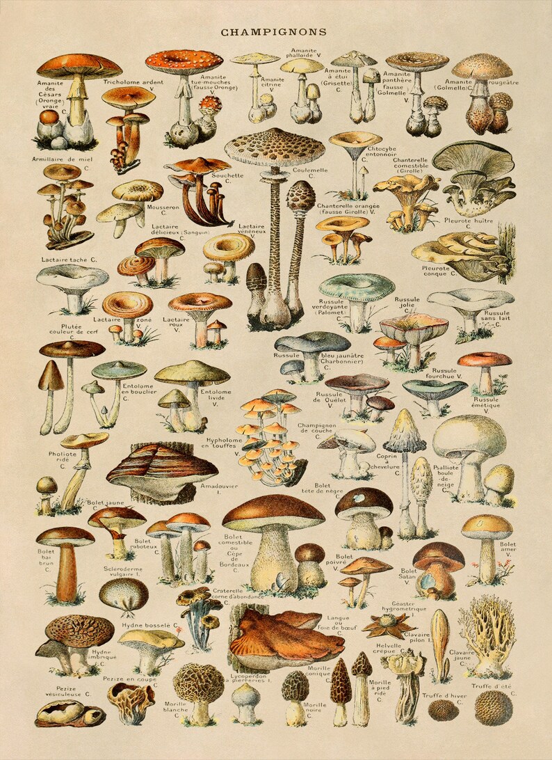 Adolphe Millot Nature Print Set of 3: Vintage Butterfly, Mushroom ...