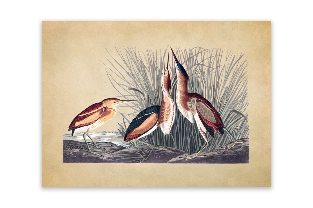 Least Bittern Bird Print, Vintage Style Audubon Poster, Birds of ...