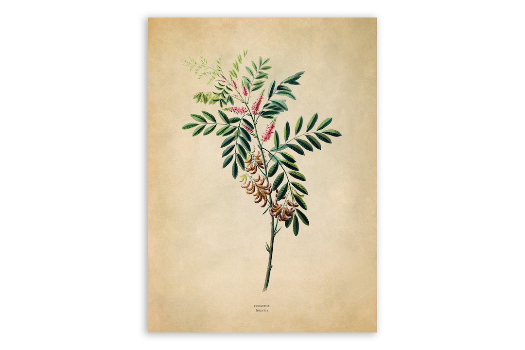 Vintage Botanical Print: Anil De Pasto Plant Illustration, FDA156 ...