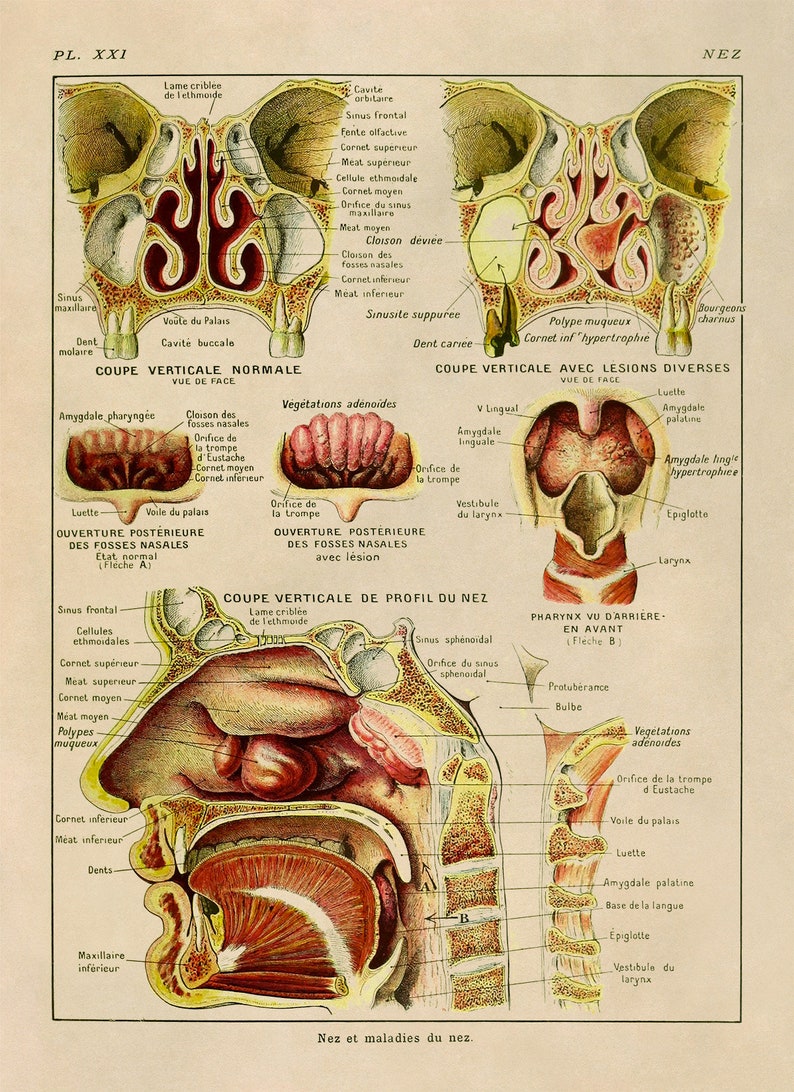 Human Anatomy Nose Chart Print Scientific Illustration 3 - Etsy