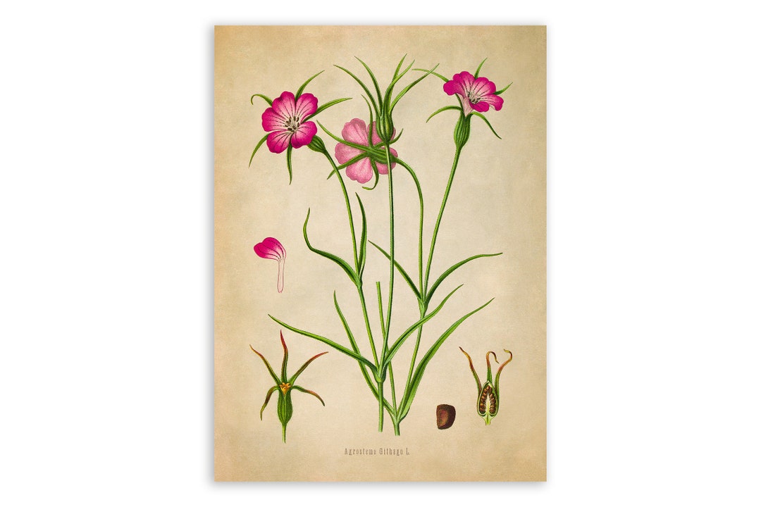 Corncockle Plant Print, Medicinal Plants Botanical Illustration ...