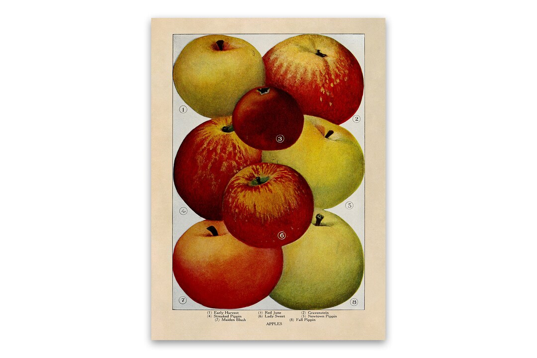 Apple Types Print, Old Apples Illustration, Kitchen Decor Poster, 1900s ...