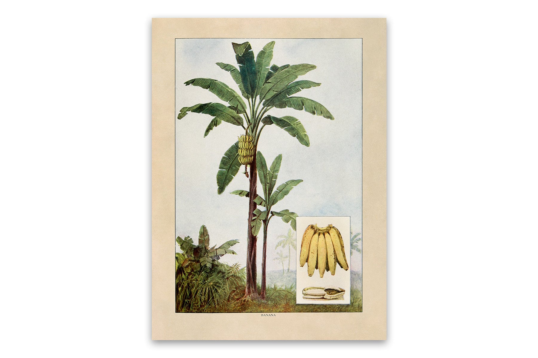 Botanical Paintings Banana Tree