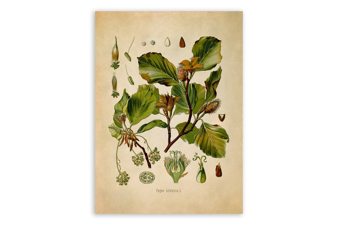 Beech Tree Plant Print, Medicinal Plants Botanical Illustration ...