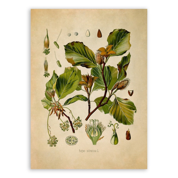 Botanical - Etsy