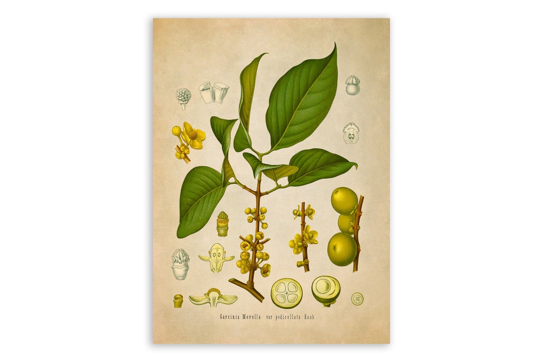 Indian Gamboge Tree Plant Print, Medicinal Plants Botanical ...