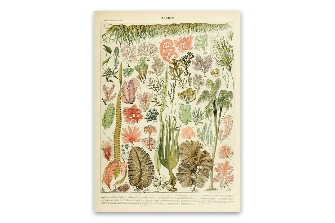 Algae Poster Seaweed Print Algae Species Algae Seaweed - Etsy UK