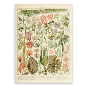 Algae Poster Seaweed Print Algae Species Algae Seaweed - Etsy UK