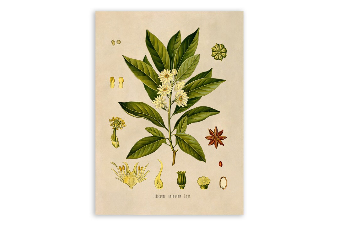 Vintage Star Anise Botanical Print: Medicinal Plant Illustration, MOBO ...