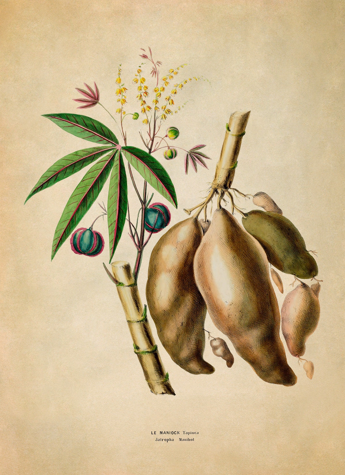 Cassava Plant Drawing