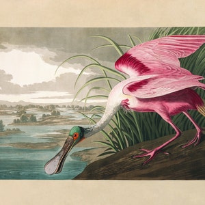 Roseate Spoonbillprint, Vintage Style Audubon Water Wading Bird Poster ...