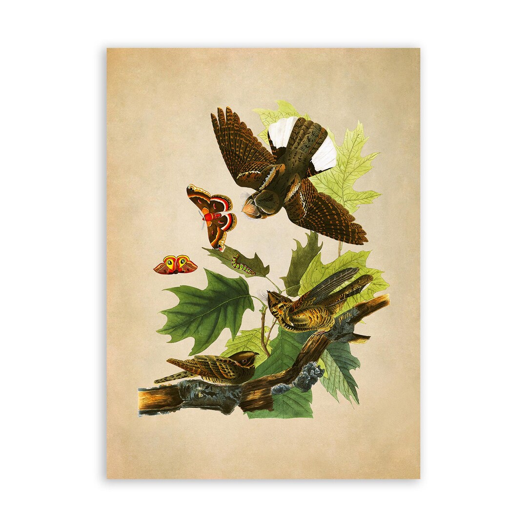 Audubon Eastern Whip-poor-will Bird Print: Vintage Birds of America ...