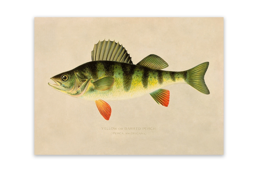 Yellow Perch Fish Print, Nautical Wildlife Home Decor, Vintage Style ...