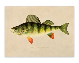 Yellow Perch Print - Etsy