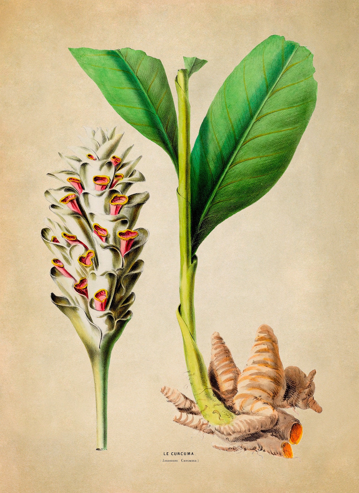 Turmeric Plant Illustration