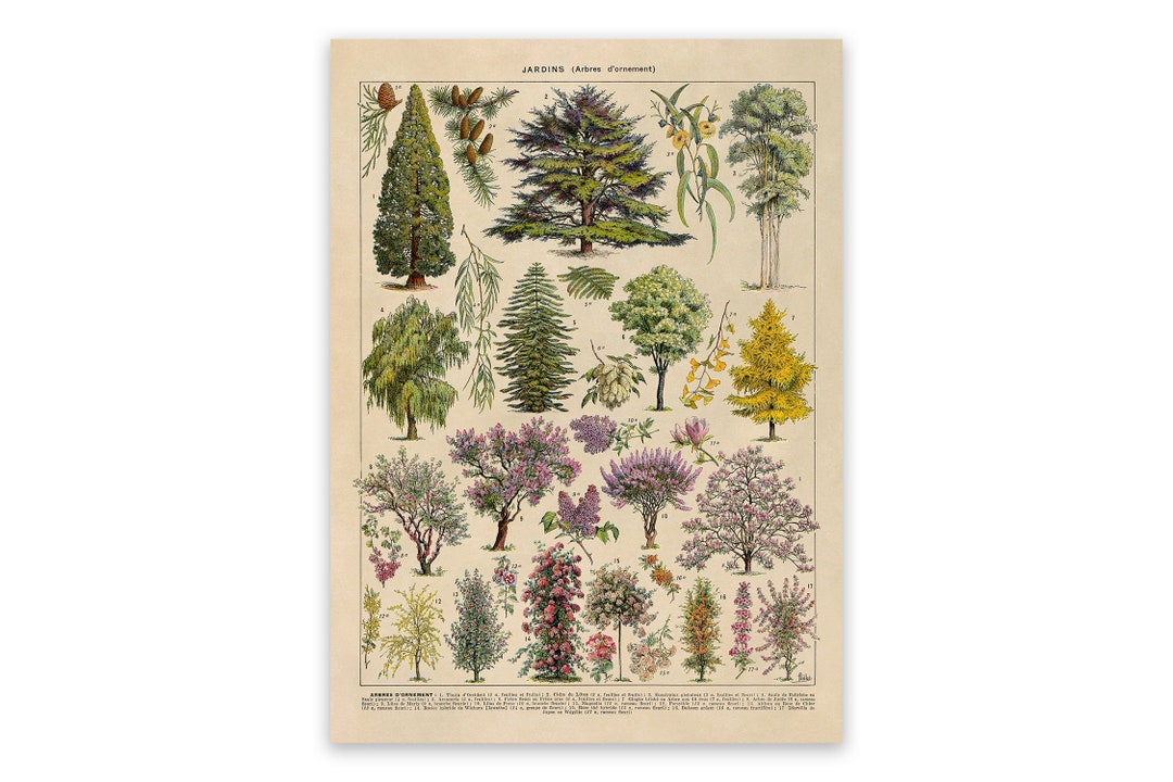 Ornamental Trees Chart Scientific Botany Illustration AM75 - Etsy