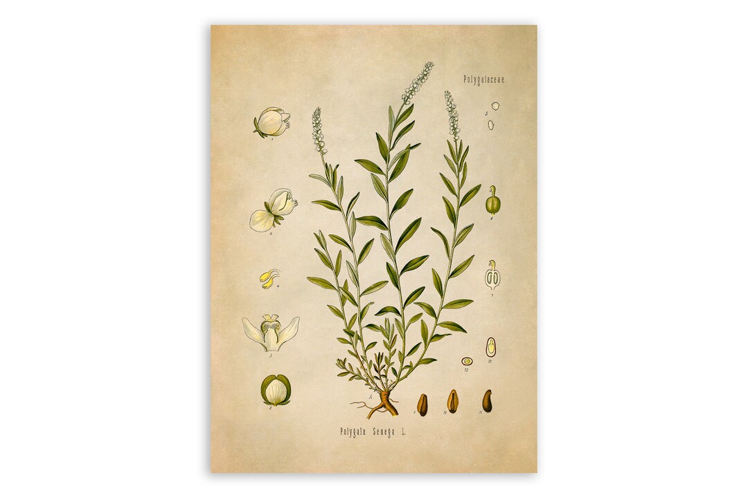 Seneca Snakeroot Plant Print Medicinal Plants Botanical - Etsy