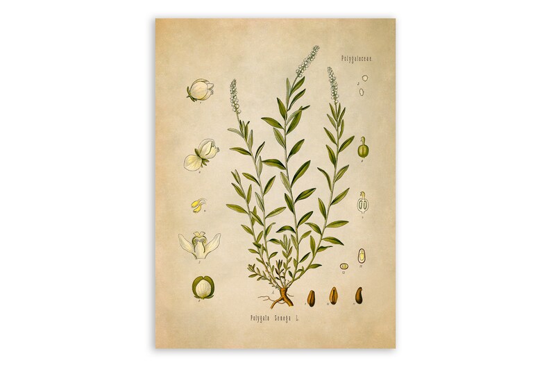 Seneca Snakeroot Plant Print Medicinal Plants Botanical - Etsy