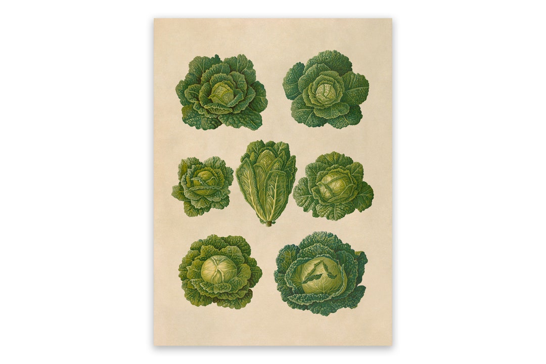 Savoy Cabbage Plant Print, Garden Vegetable Themed Kitchen Art, Premium ...