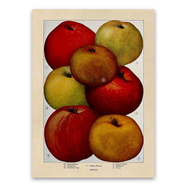 Types of Apples Poster - Etsy